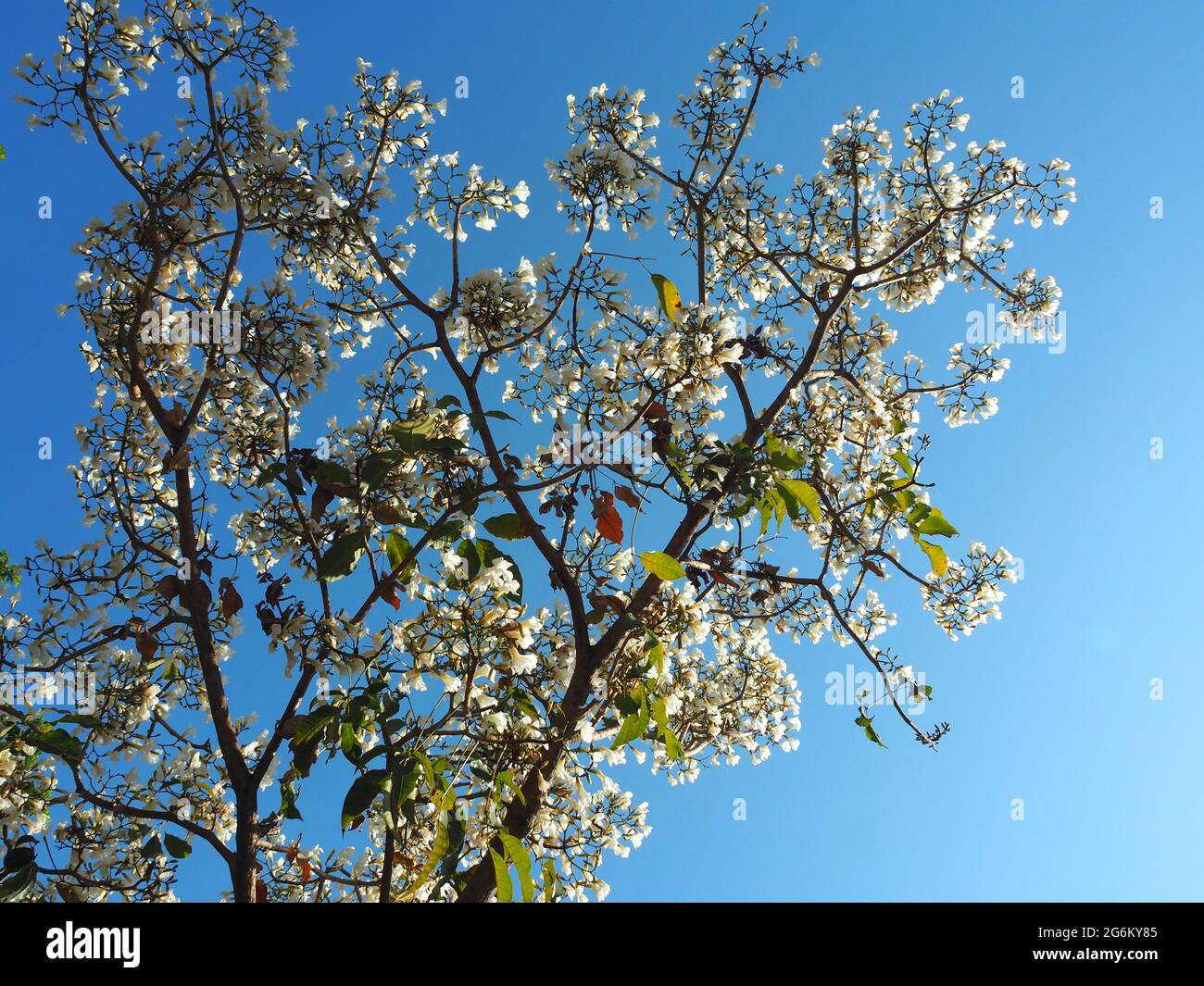 Tabebuia (Tabebuya) tree is in full bloom against a blue sky background ...