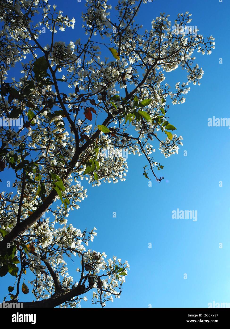 Tabebuia (Tabebuya) tree is in full bloom against a blue sky background ...
