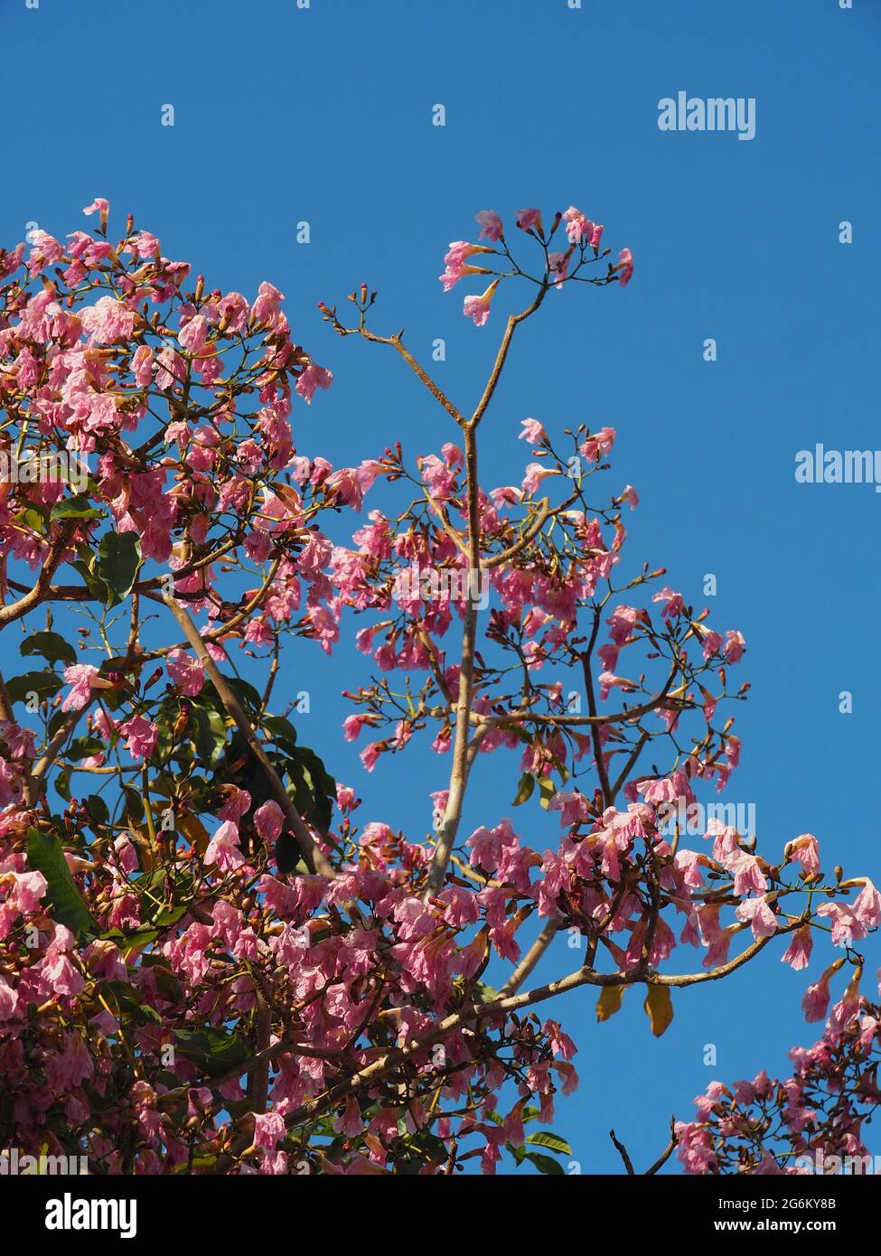 Tabebuia (Tabebuya) tree is in full bloom against a blue sky background ...