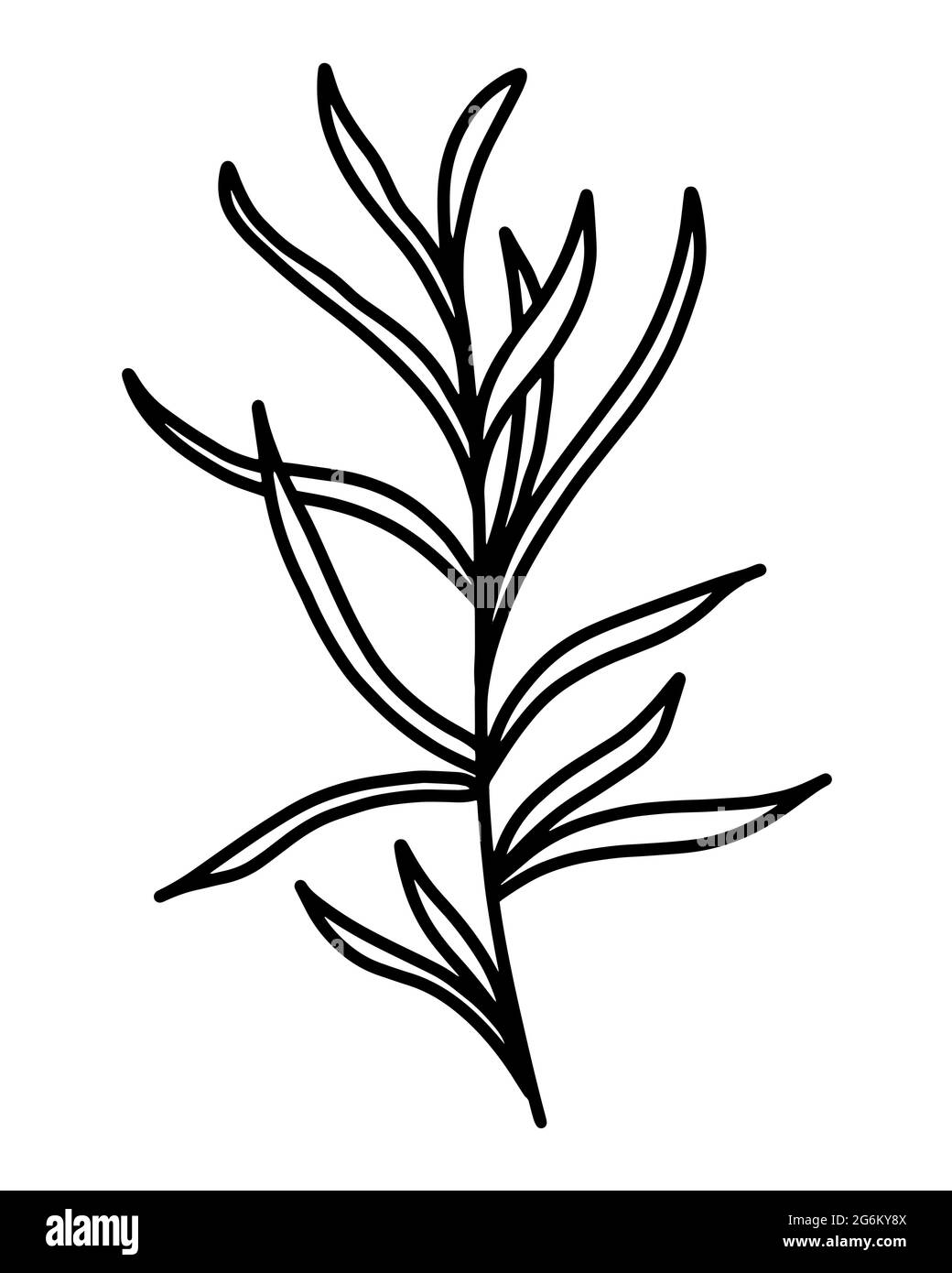 Multifoliate grass, vector illustration. Branch with elongated leaves ...