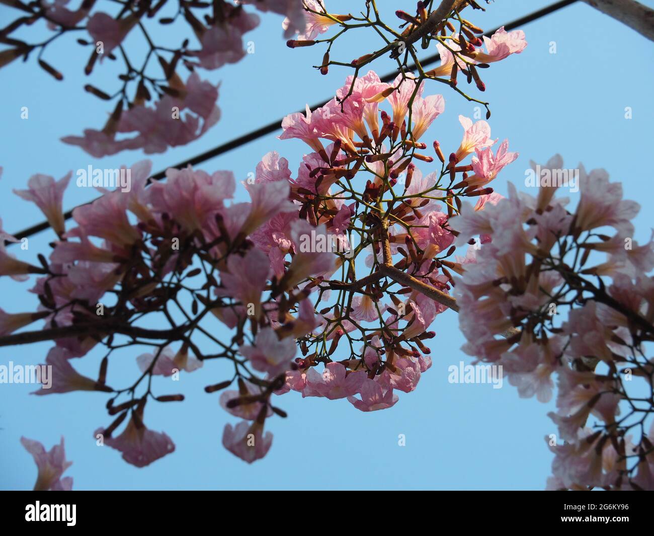 Tabebuia (Tabebuya) tree is in full bloom against a blue sky background ...