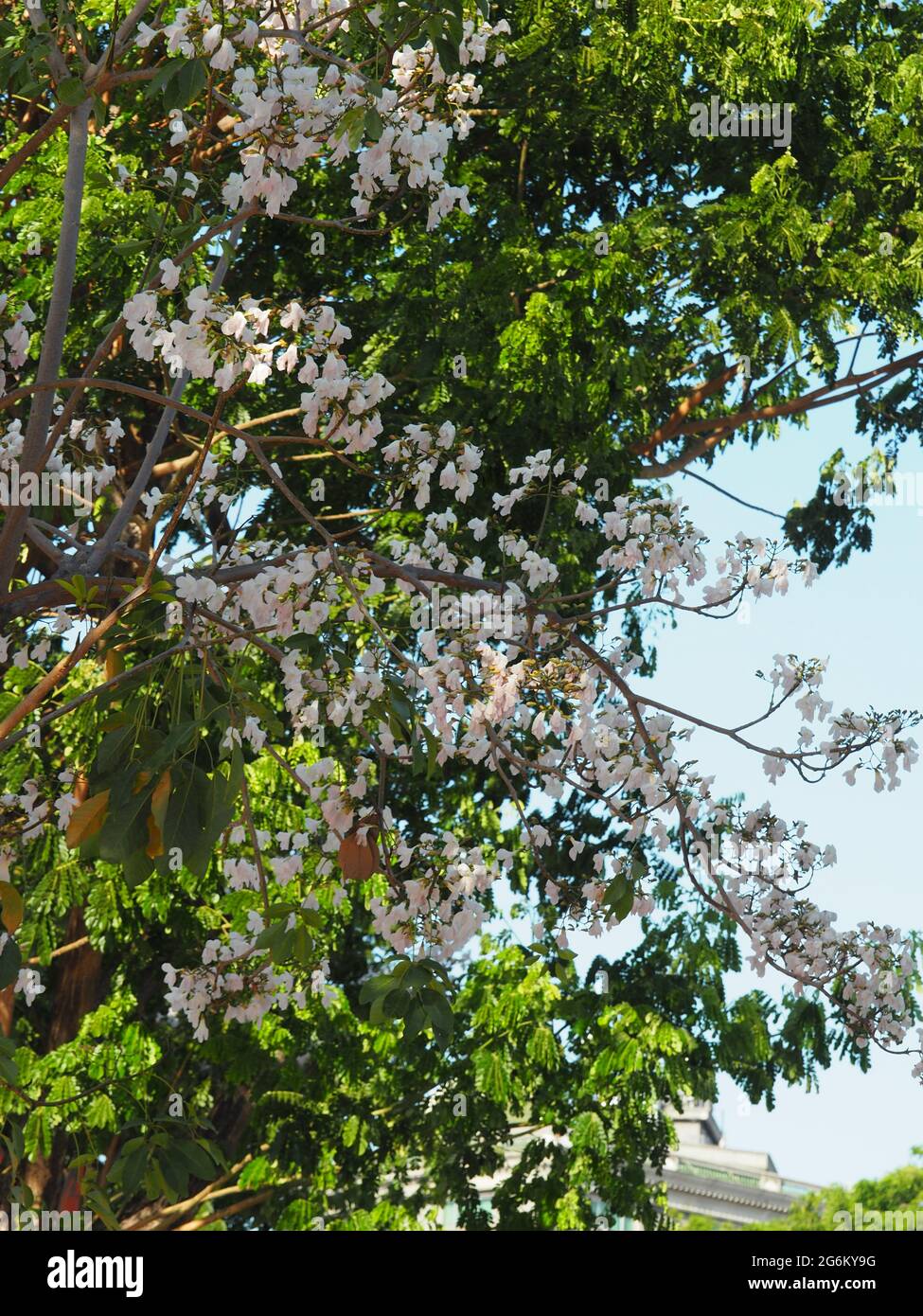 Tabebuia (Tabebuya) tree is in full bloom against a blue sky background ...