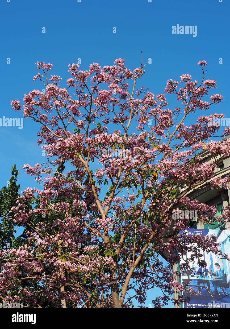 Tabebuia (Tabebuya) tree is in full bloom against a blue sky background ...