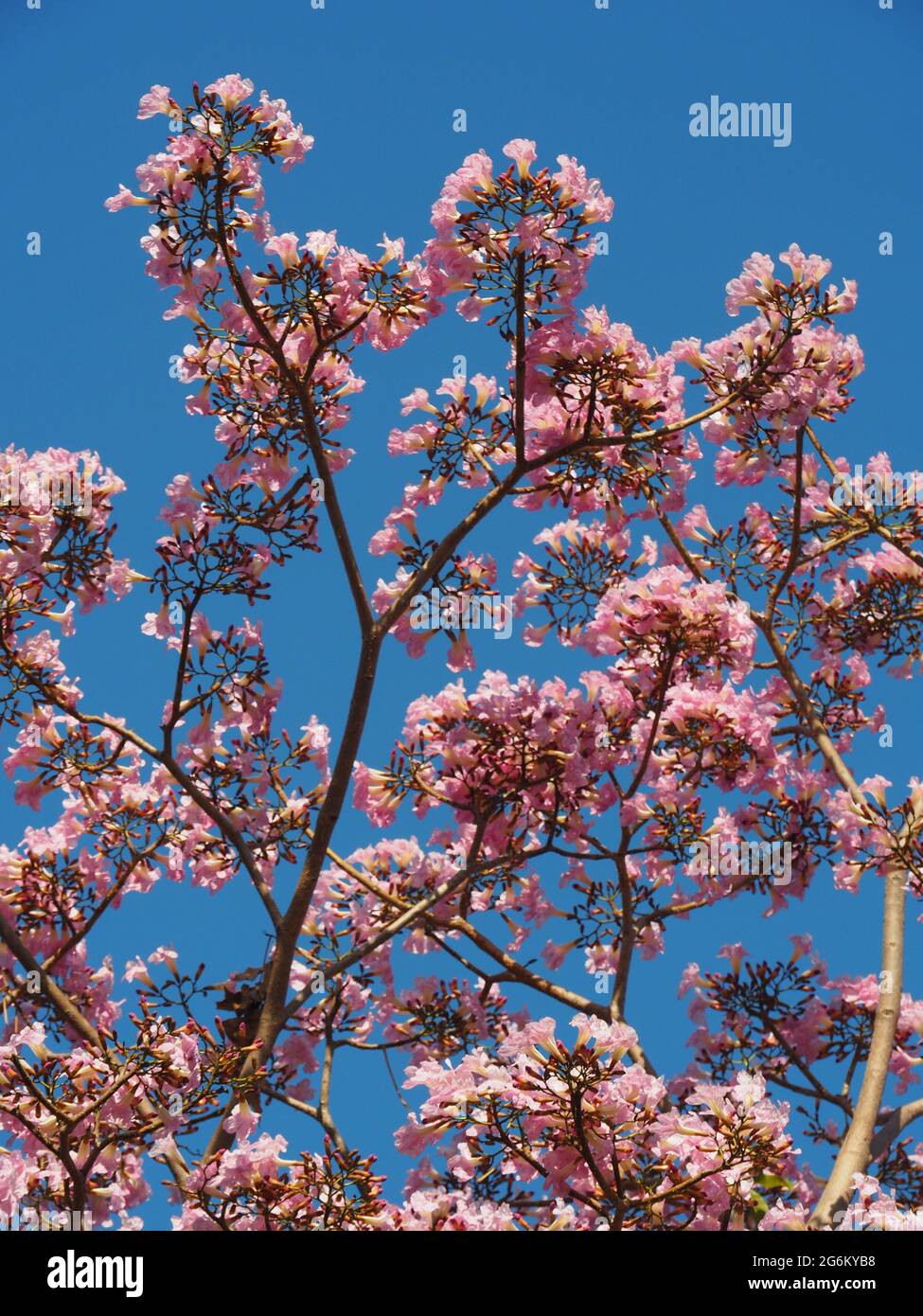 Tabebuia (Tabebuya) tree is in full bloom against a blue sky background ...