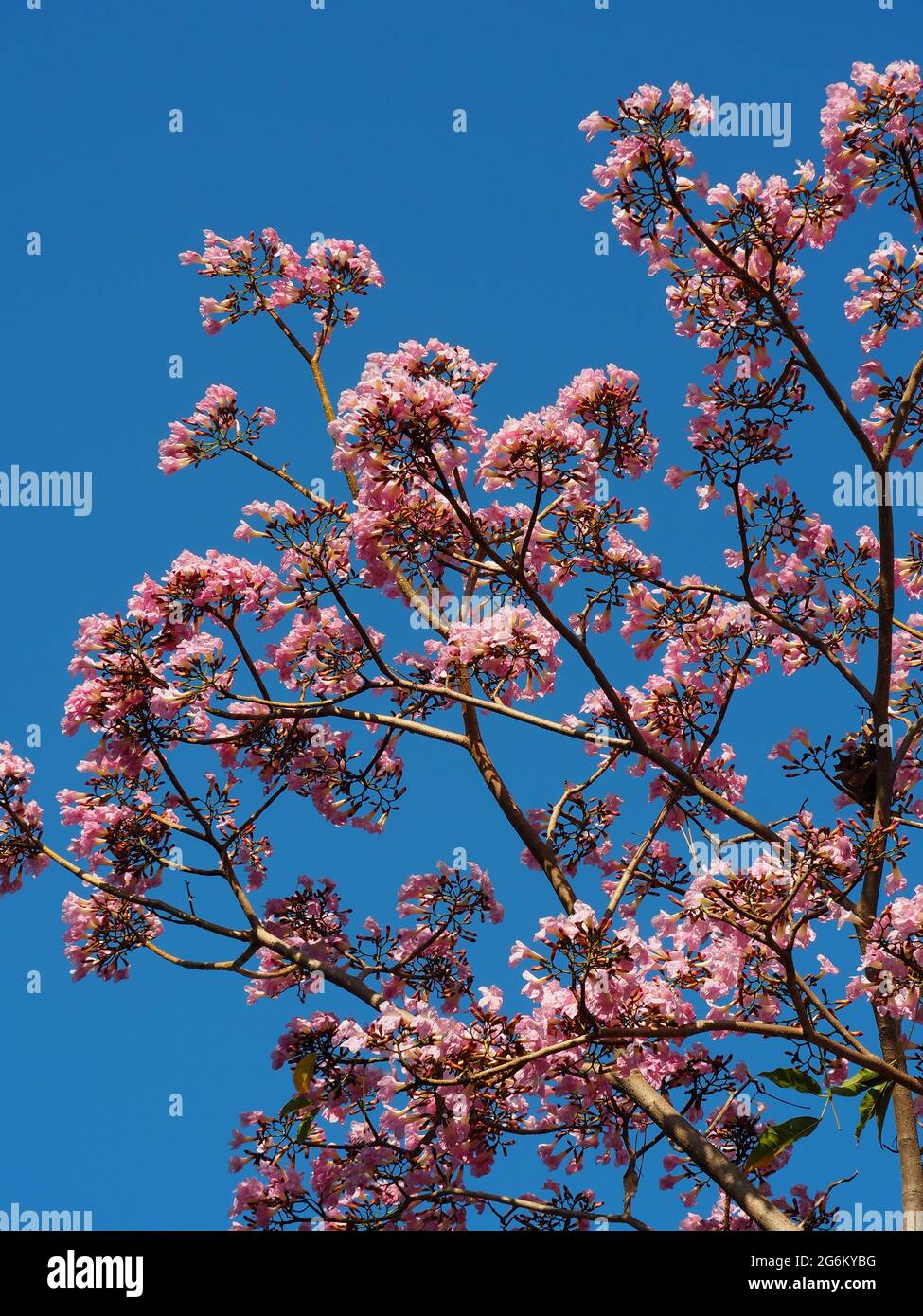 Tabebuia (Tabebuya) tree is in full bloom against a blue sky background ...