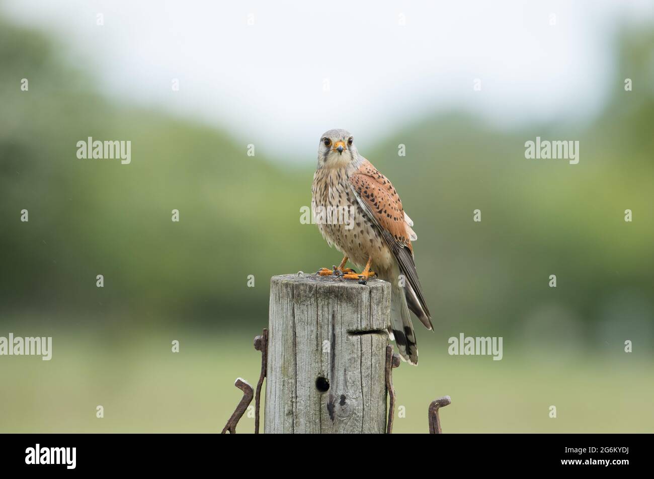 Kestrel, farm near York Stock Photo - Alamy