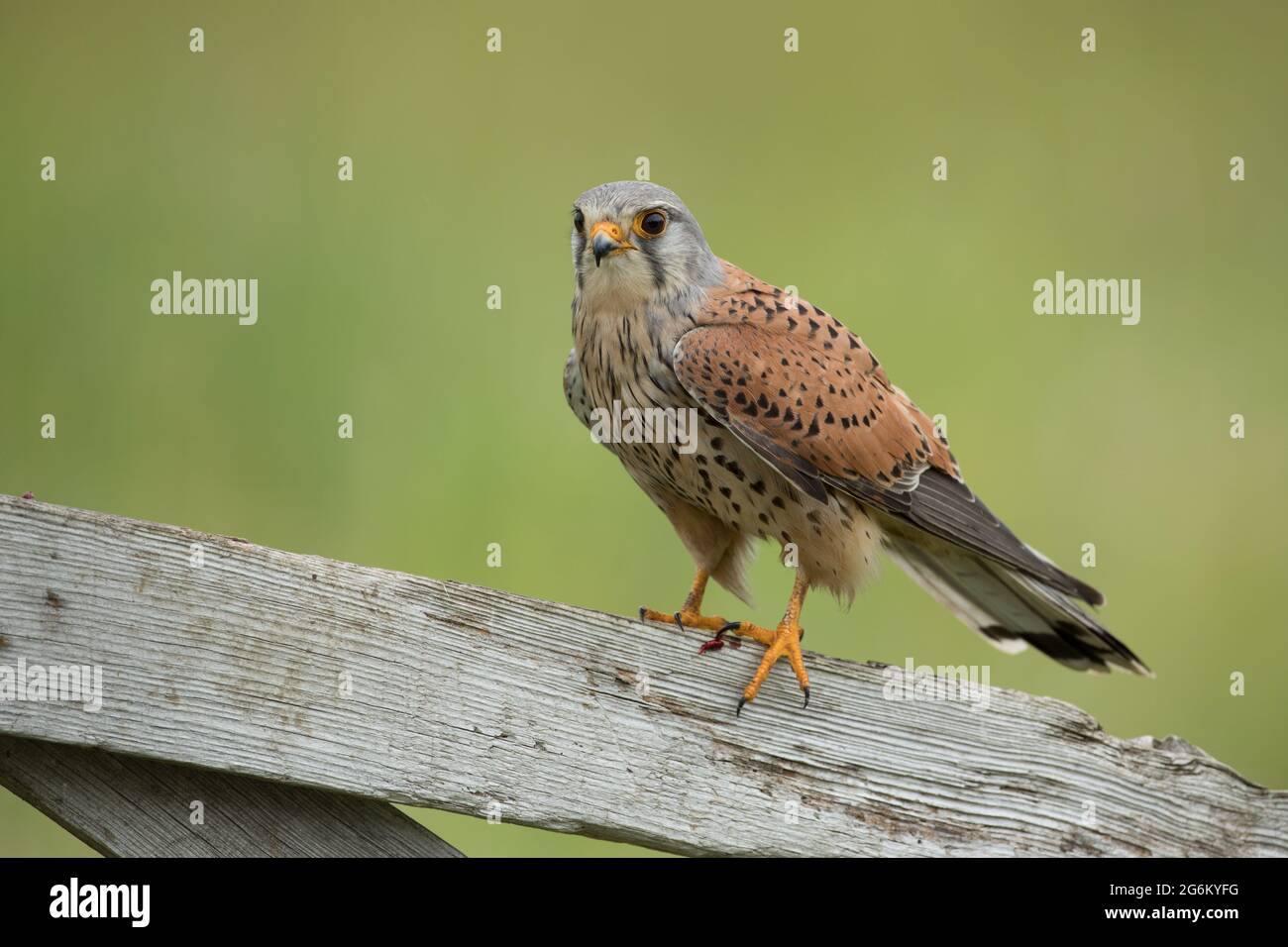 England kestrel hi-res stock photography and images - Alamy