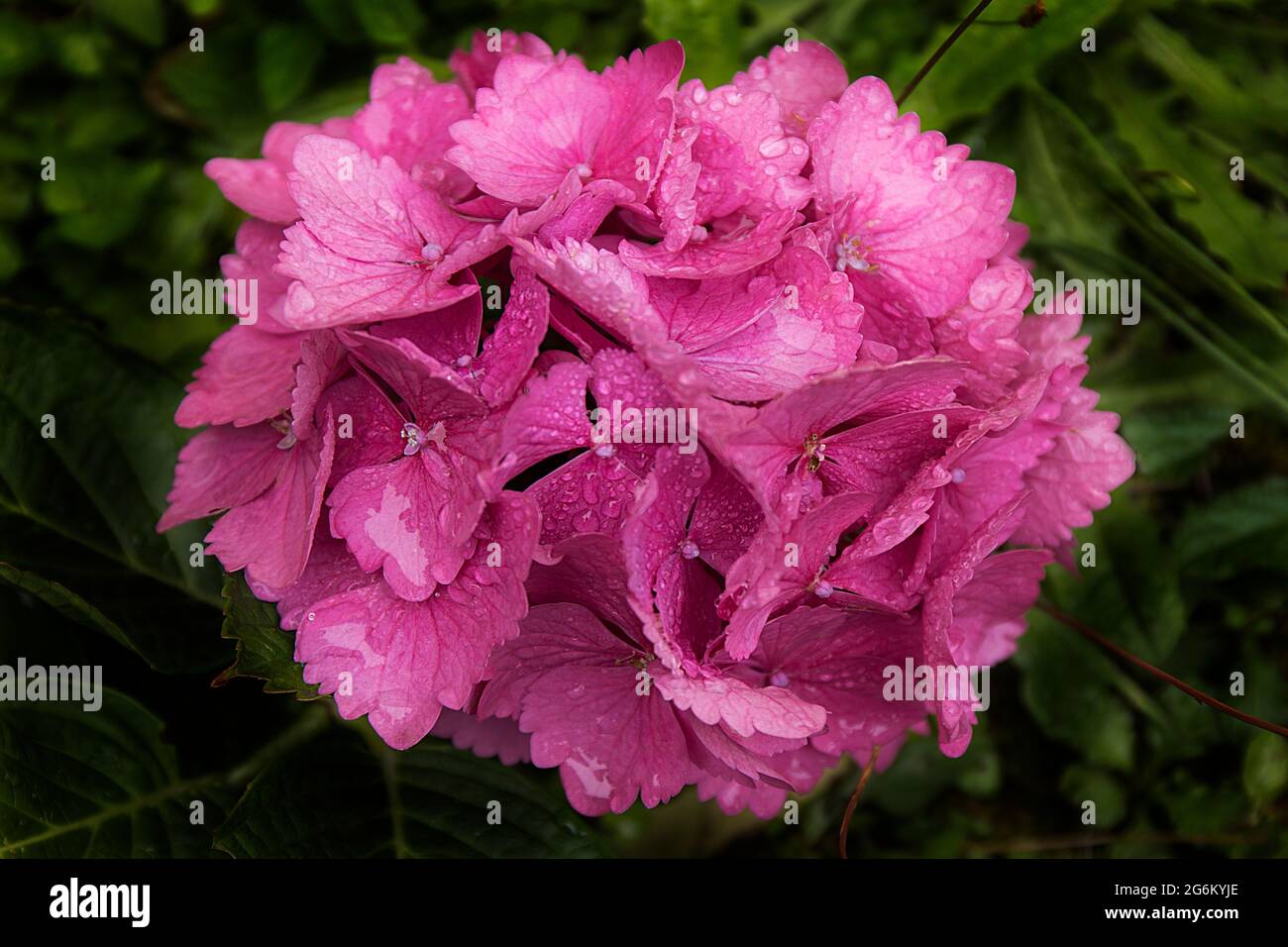 purple hydrangea, france Stock Photo - Alamy