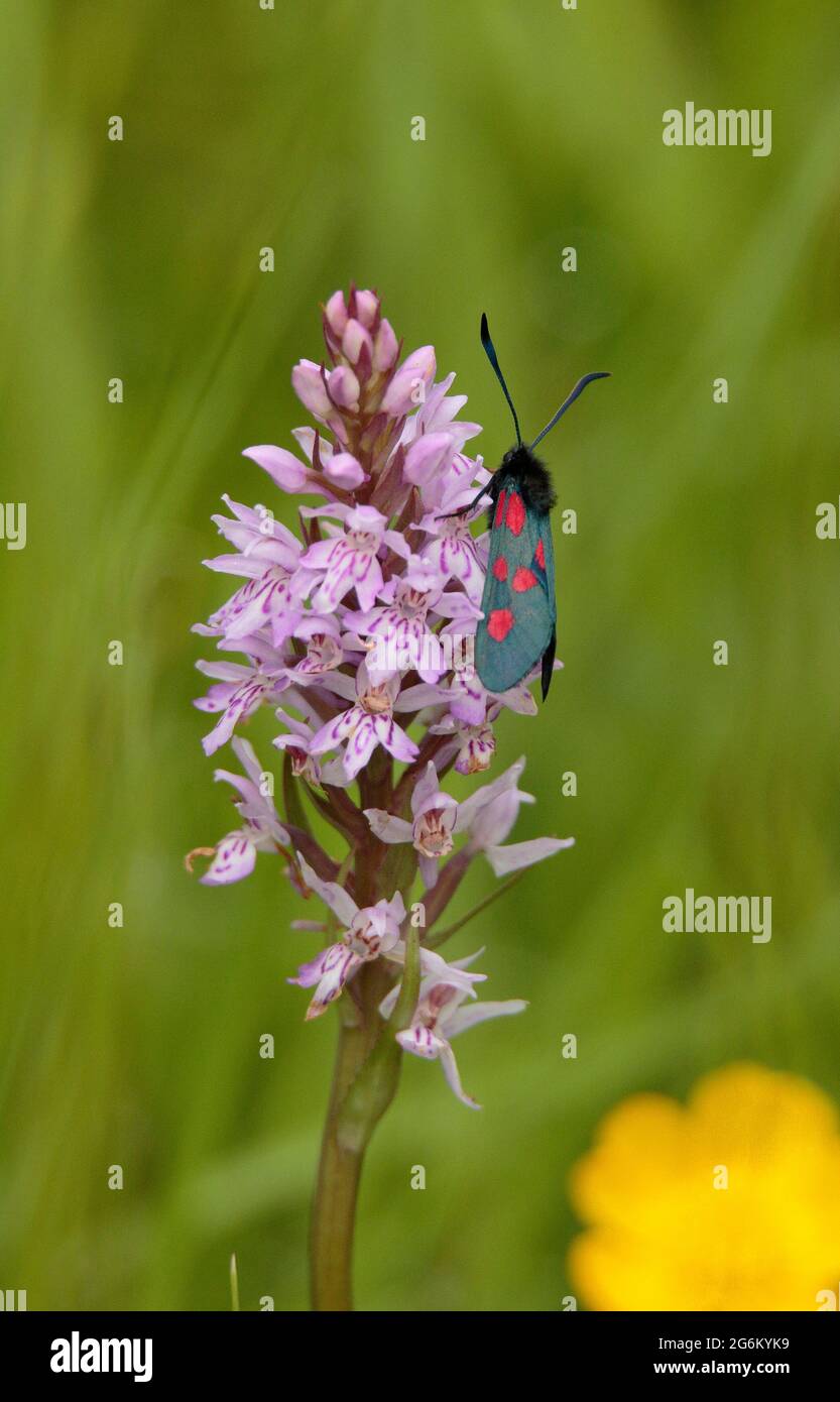 Day Flying Moths High Resolution Stock Photography and Images - Alamy