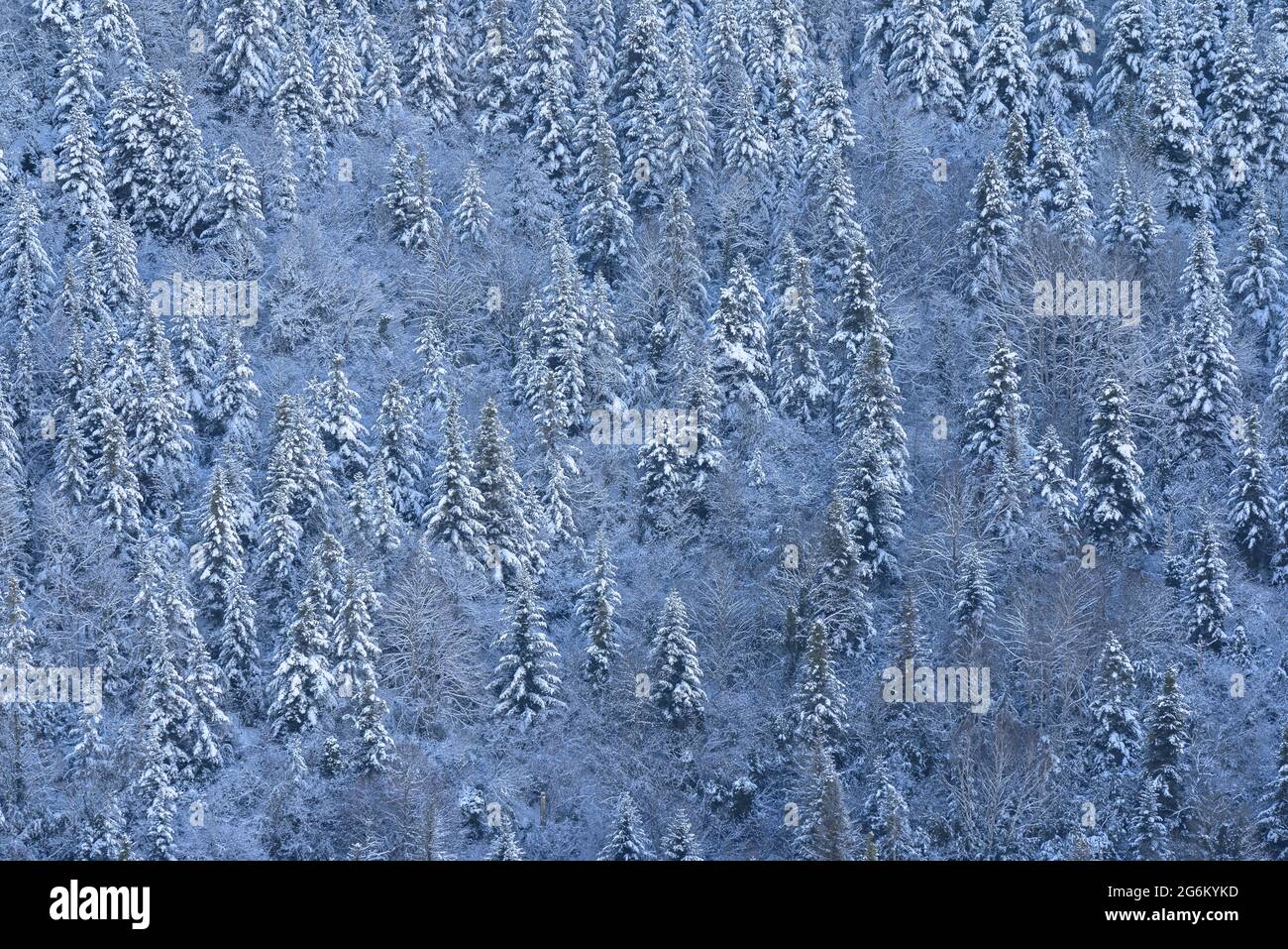 Snowy Aran Valley in winter, seen from the village of Mont (Aran Valley ...