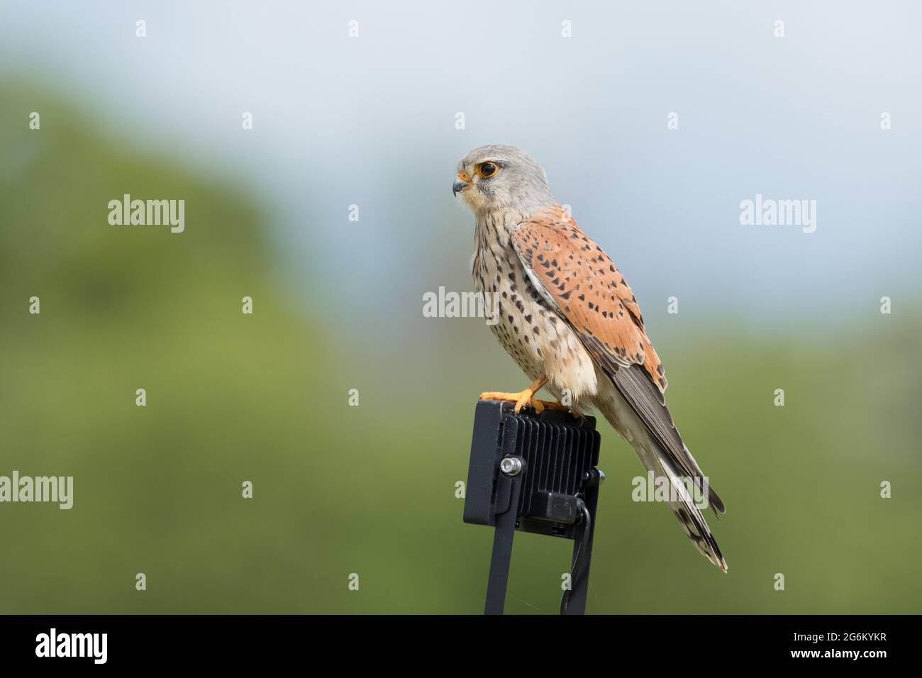 Kestrel england hi-res stock photography and images - Alamy