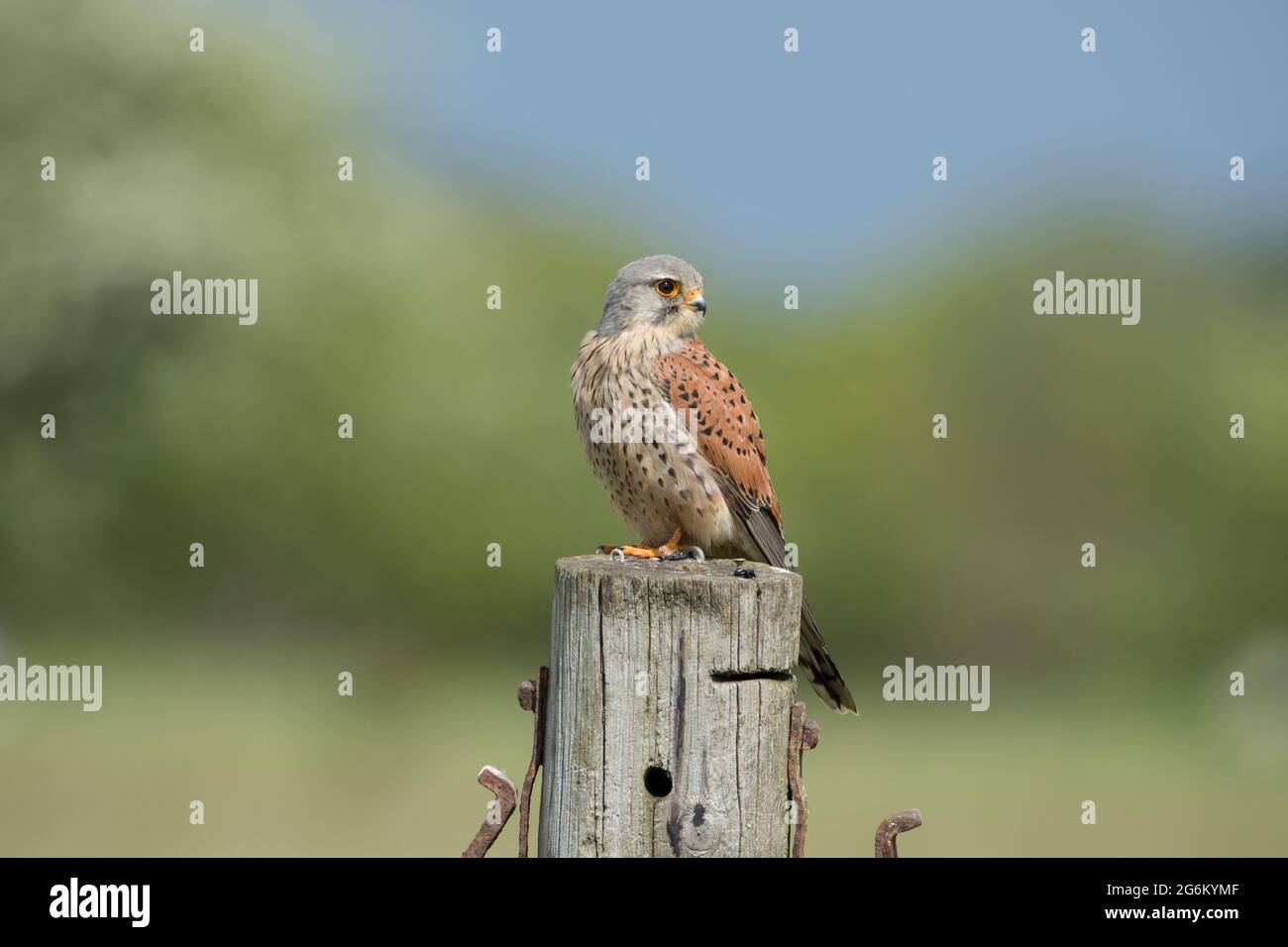 Kestrel england hi-res stock photography and images - Alamy