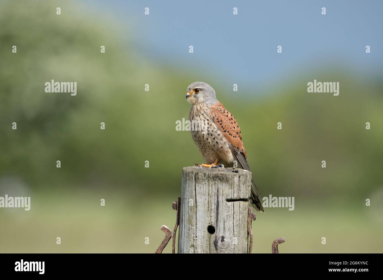 Kestrel, farm near York Stock Photo - Alamy