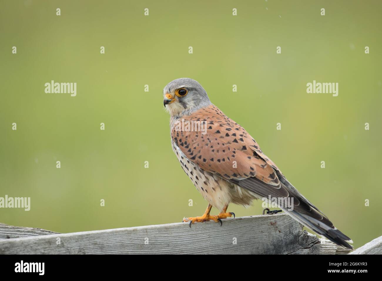 Kestrel england hi-res stock photography and images - Alamy