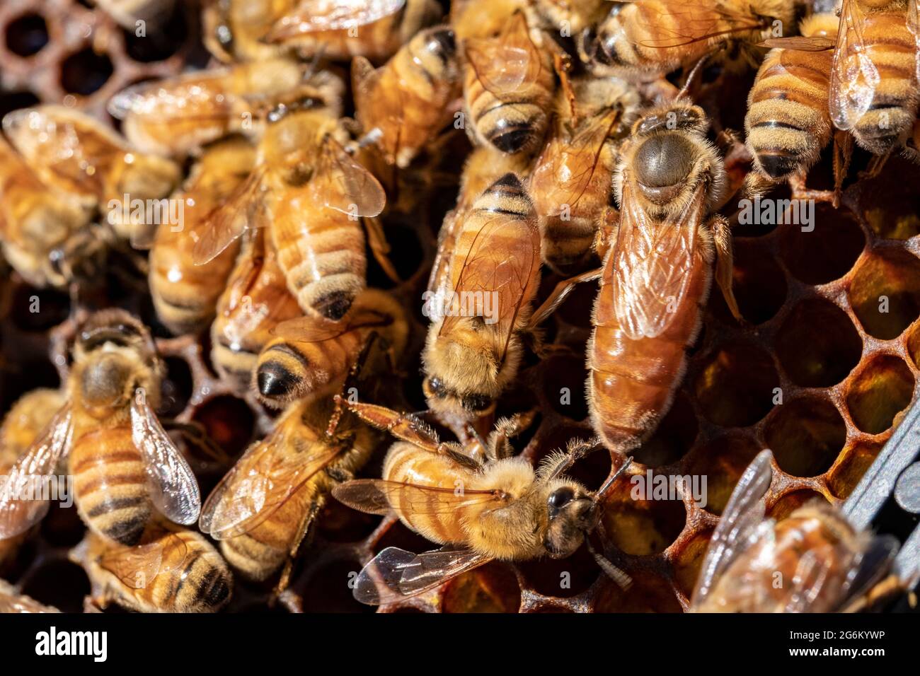 Queen frame beehive honey bees hi-res stock photography and images - Alamy