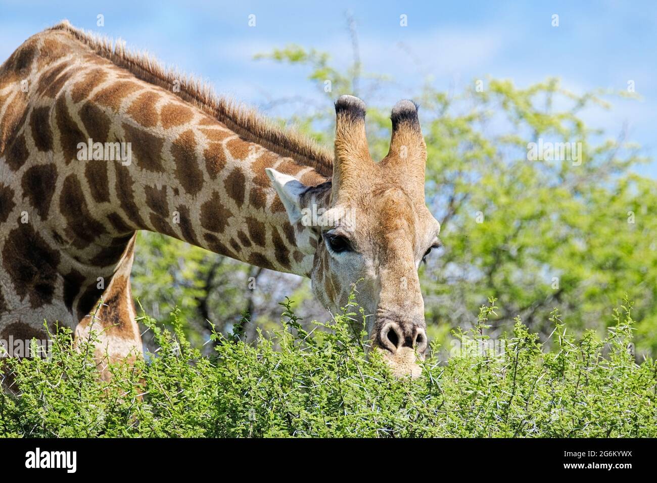 Giraffe eating funny face hi-res stock photography and images - Alamy