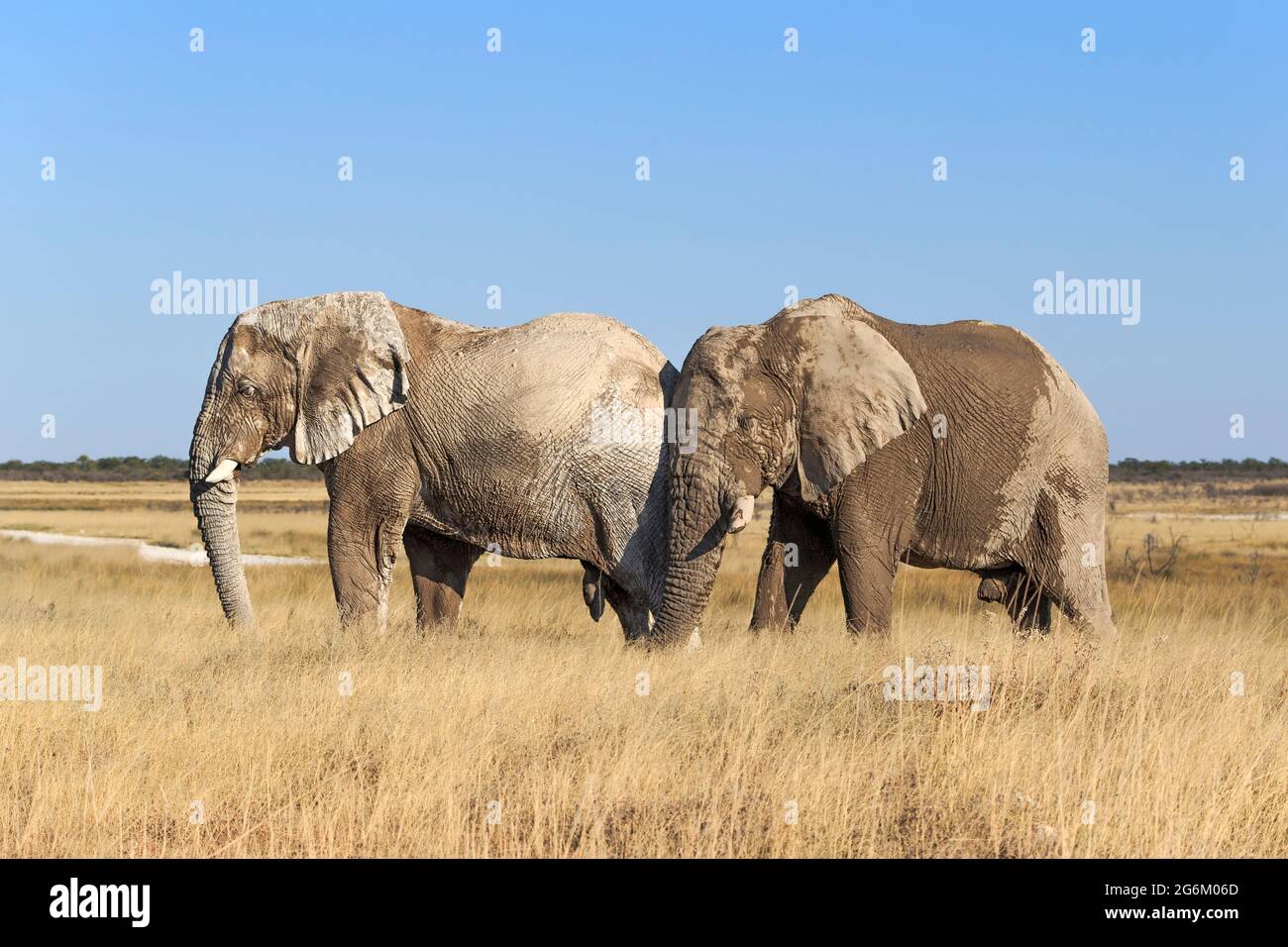 Elephants hugging hi-res stock photography and images - Alamy
