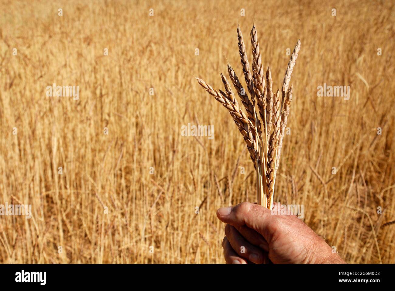 Spelt hands hi-res stock photography and images - Alamy