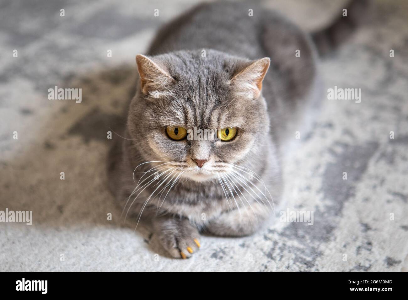 grey british domestic cat with yellow eyes portrait Stock Photo - Alamy