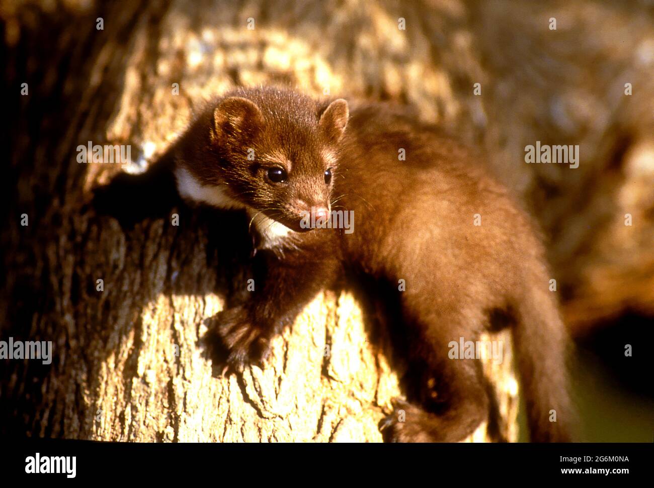 Juveniles Beech marten (Martes foina) on a branch. This species of ...