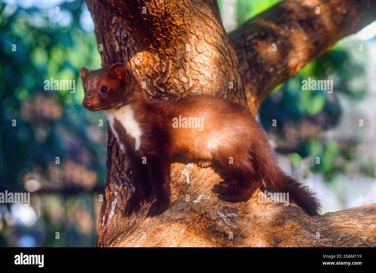 Marten martin hi-res stock photography and images - Alamy