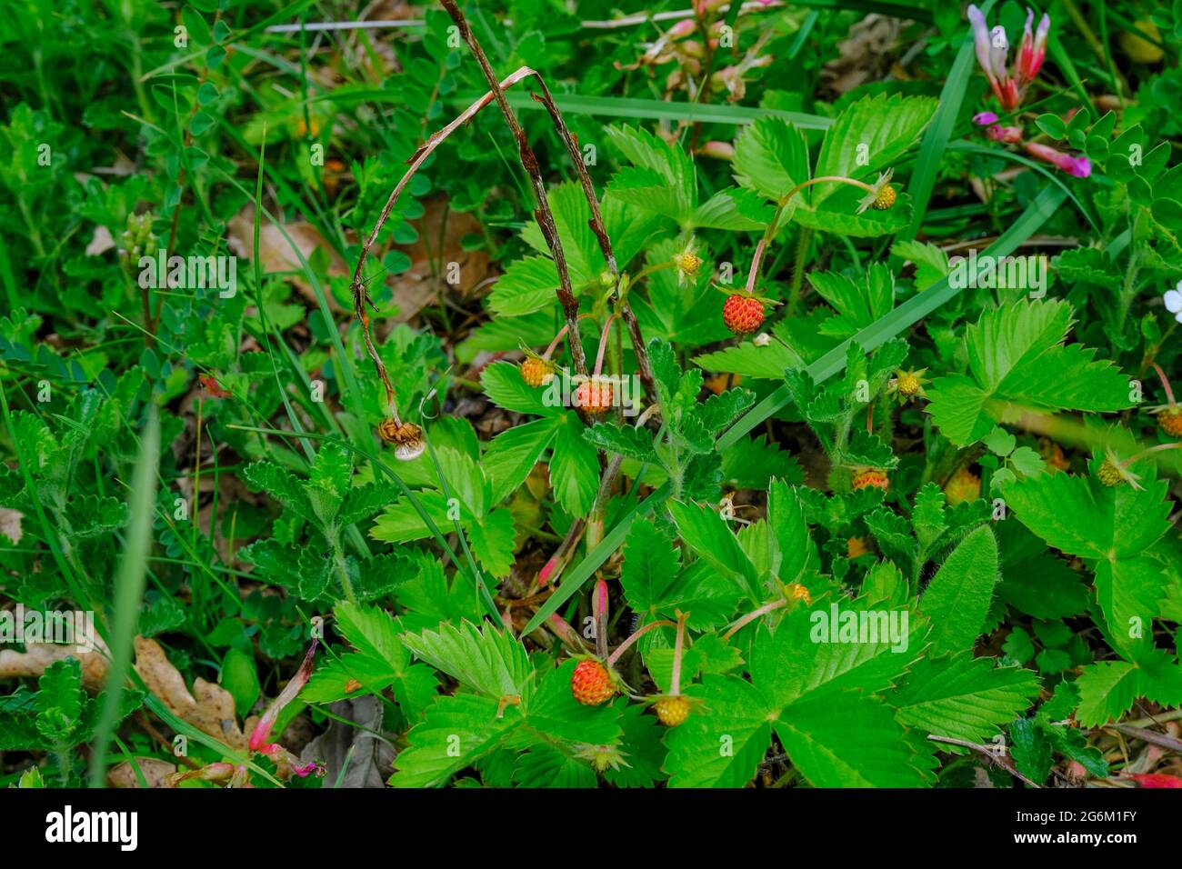 wild strawberry in the forest. gathering wild strawberries in the woods ...