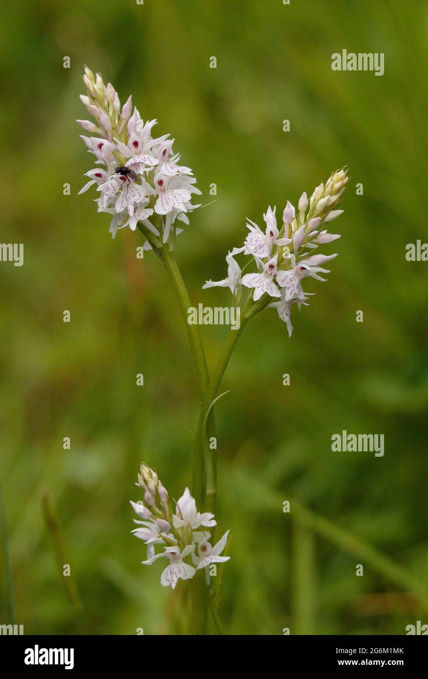 Common spotted orchid seeds hi-res stock photography and images - Alamy