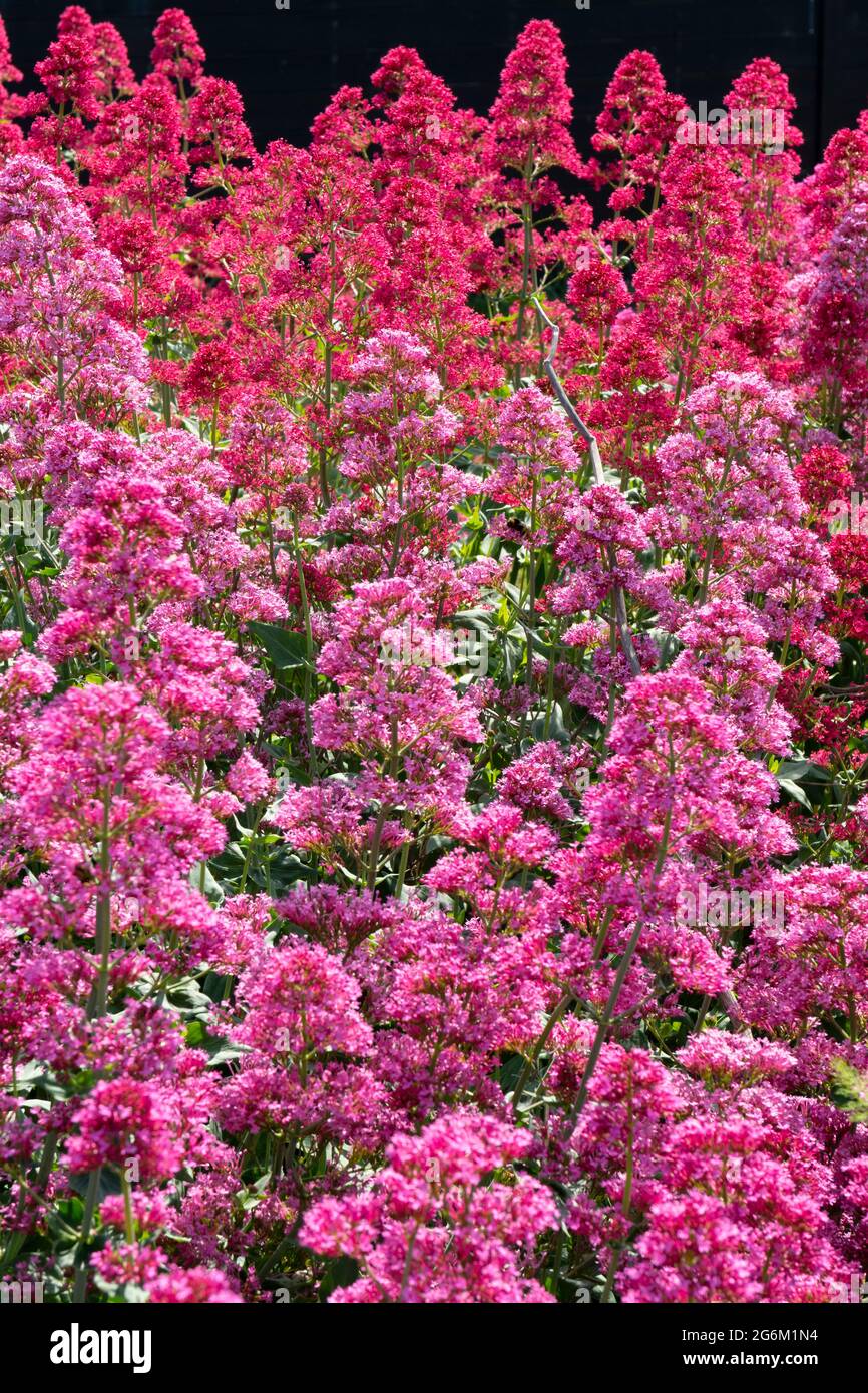 Centranthus ruber, the red valerian Stock Photo - Alamy