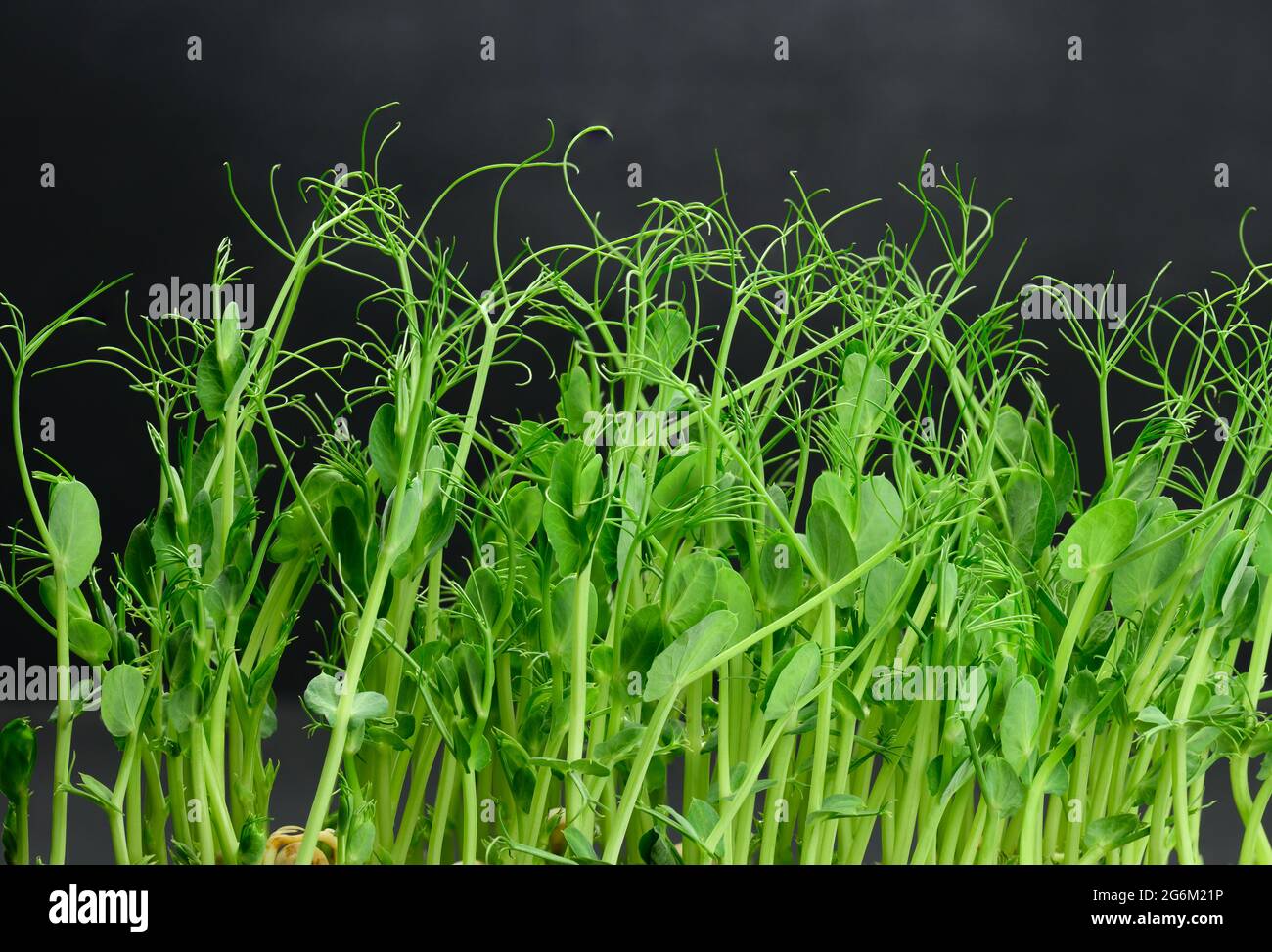green pea sprouts on, healthy and tasty food, detox Stock Photo - Alamy