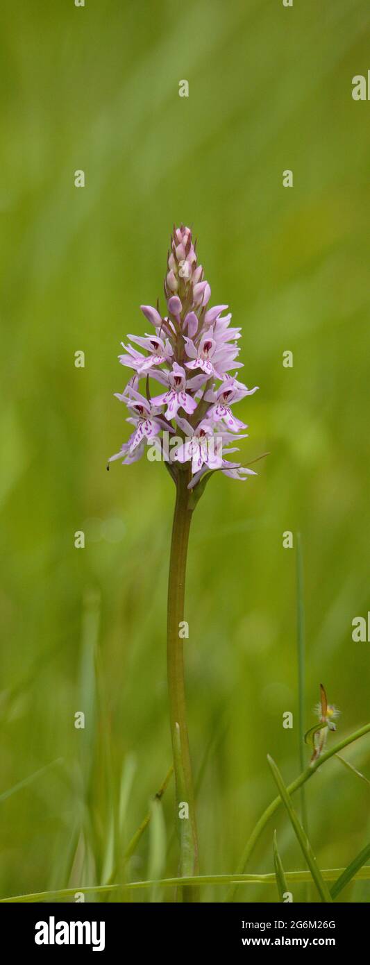 Common spotted orchid seeds hi-res stock photography and images - Alamy