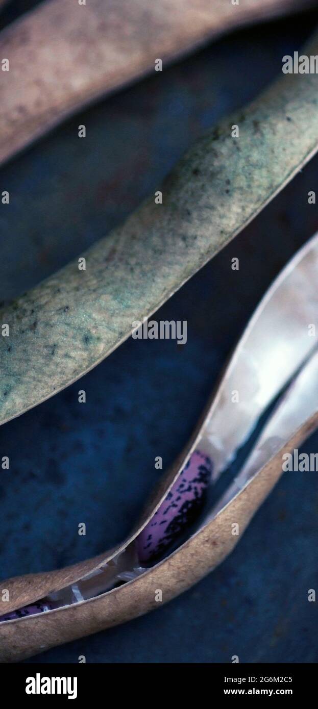 dried runner bean seed pods Stock Photo - Alamy