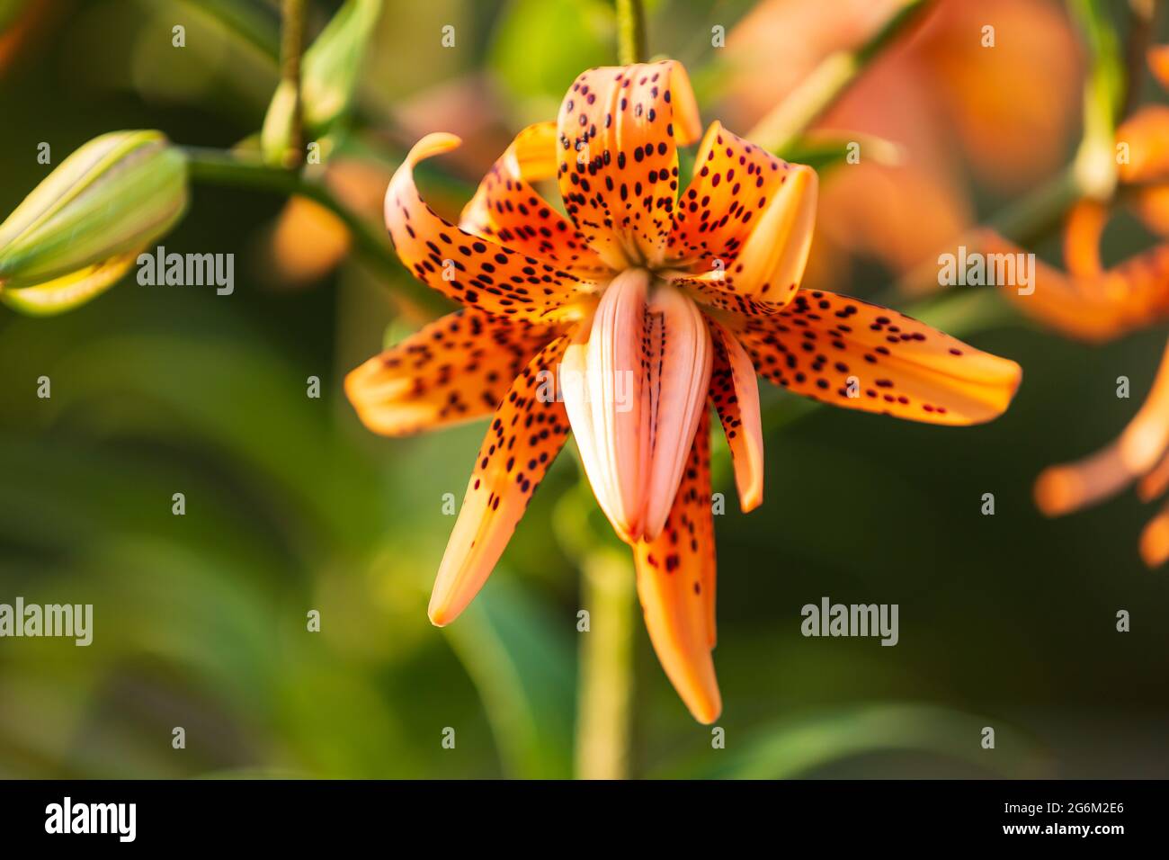 Tiger lily lilium lancifolium flower hi-res stock photography and ...
