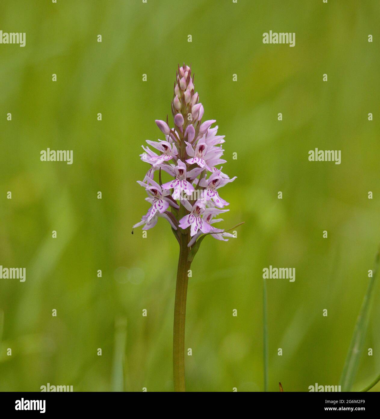 Common spotted orchid seeds hi-res stock photography and images - Alamy