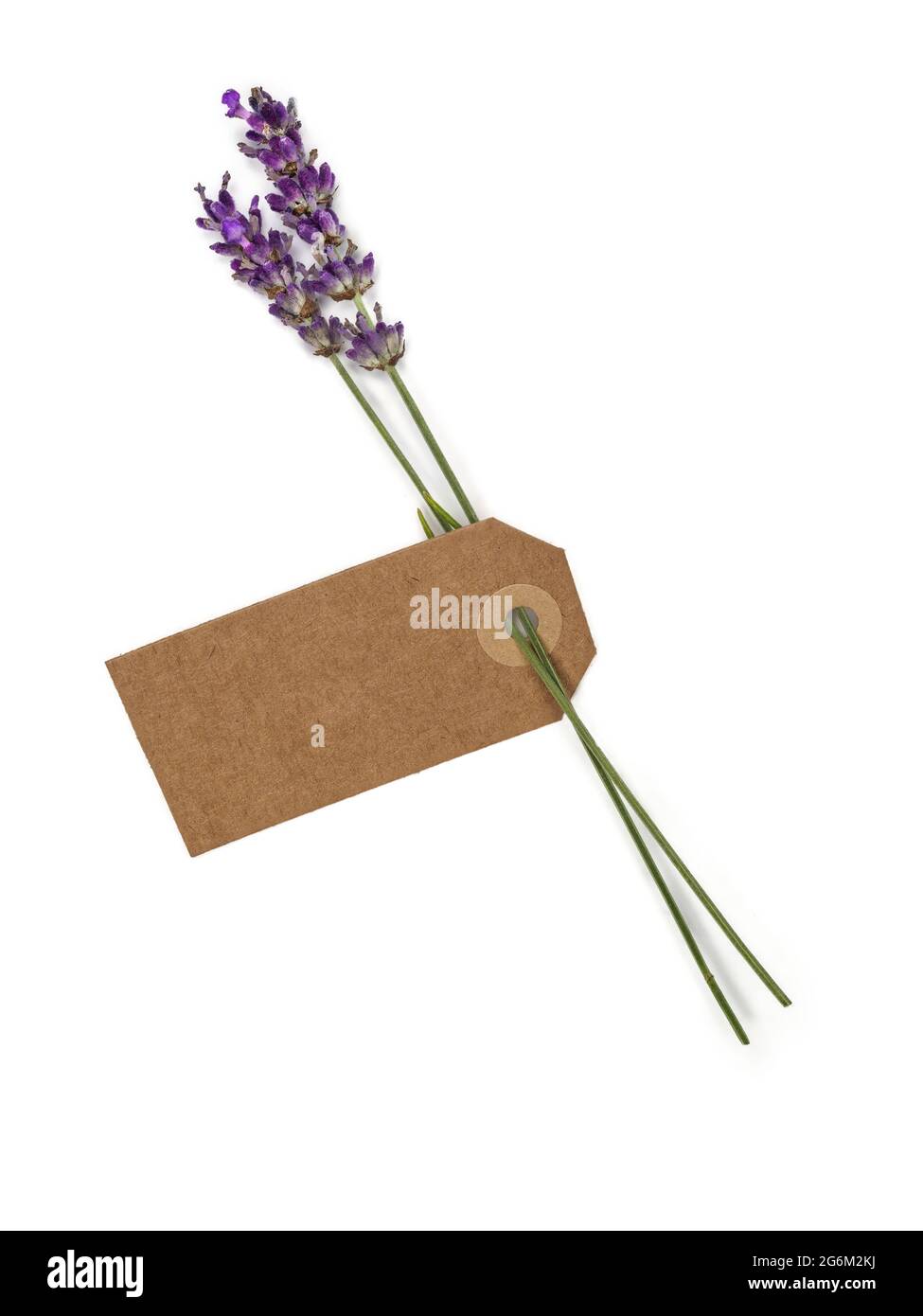 Lavender flowers with blank paper label isolated on white. Overhead ...