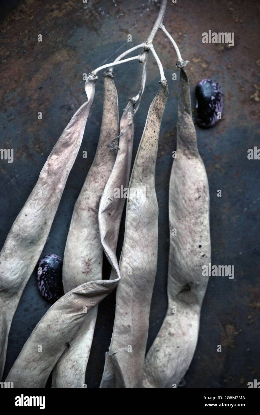dried runner bean seed pods Stock Photo - Alamy