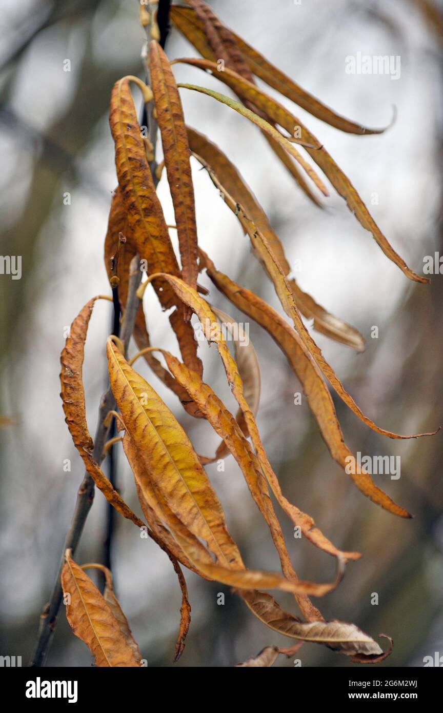 Willow leaves with hi-res stock photography and images - Alamy
