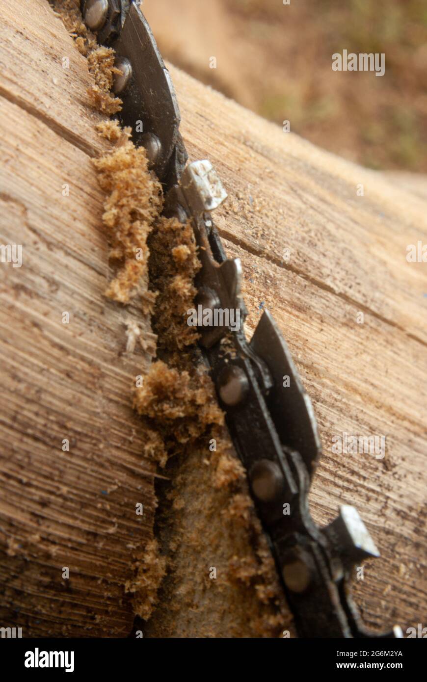Chainsaw blade in cut wood Stock Photo - Alamy