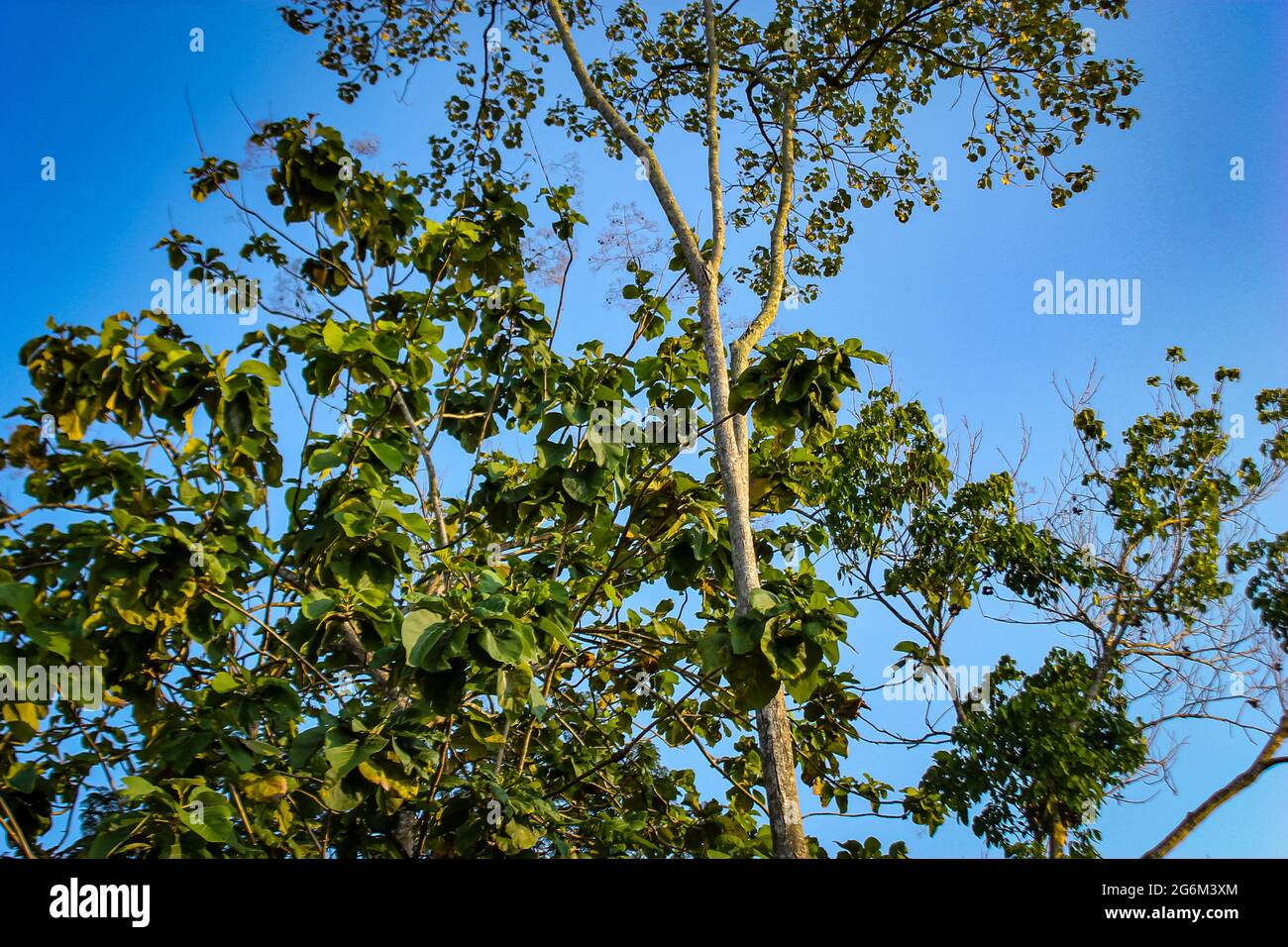 Deciduous tall tree hi-res stock photography and images - Alamy