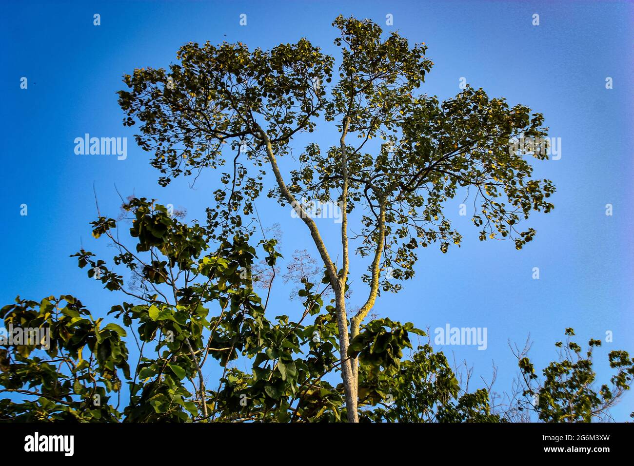 Deciduous tall tree hi-res stock photography and images - Alamy