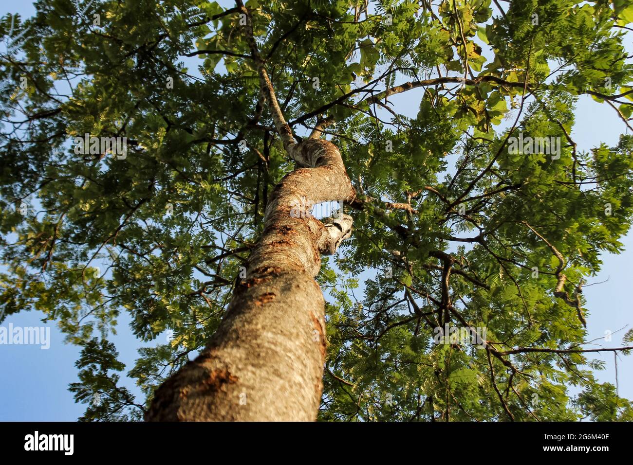 Tall trees from below hi-res stock photography and images - Alamy