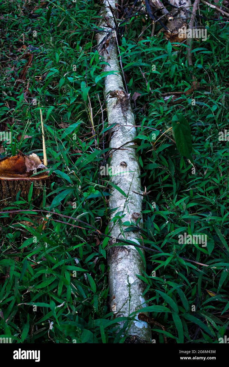 The trunk of a tree that is cut down in the interior of the forest ...