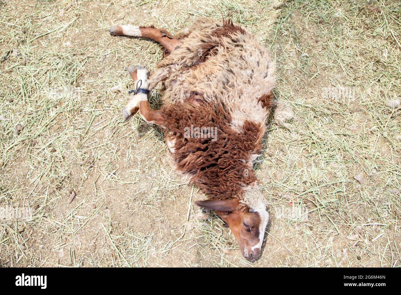 Sheep tied hi-res stock photography and images - Alamy