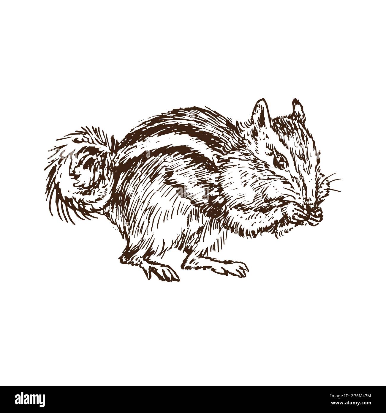 The least chipmunk (Neotamias minimus), woodcutstyle ink drawing ...