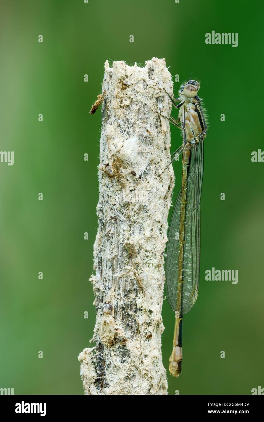 Ornate bluet damselfly female camouflaged on dry stalk of grass. Side ...