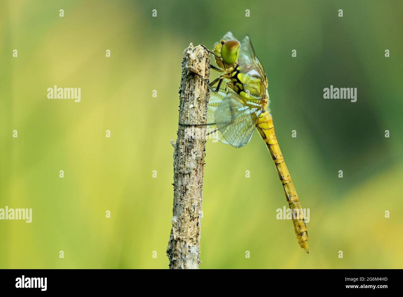Common darter dragonfly female sitting on a dry stalk of grass. Side ...