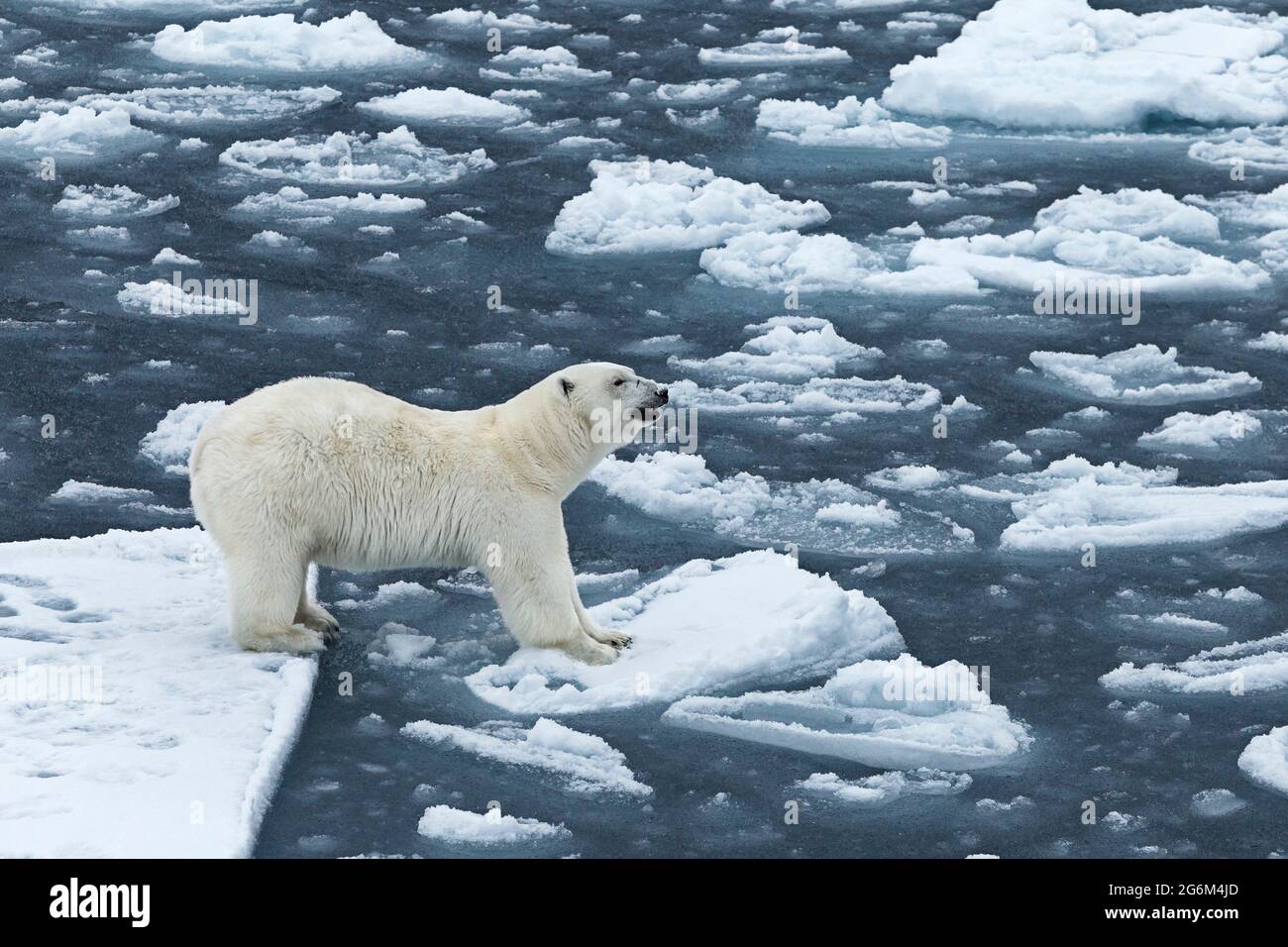 Polar bear on melting iceberg hi-res stock photography and images - Alamy