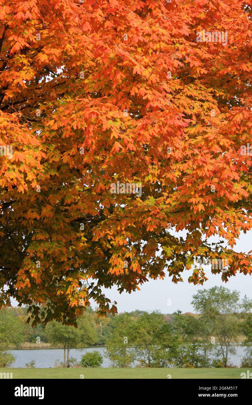 Autumn colors in the parks, a bright orange maple tree with fall colors ...