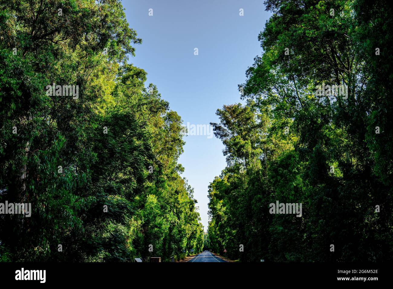 Tree vanishing point hi-res stock photography and images - Alamy