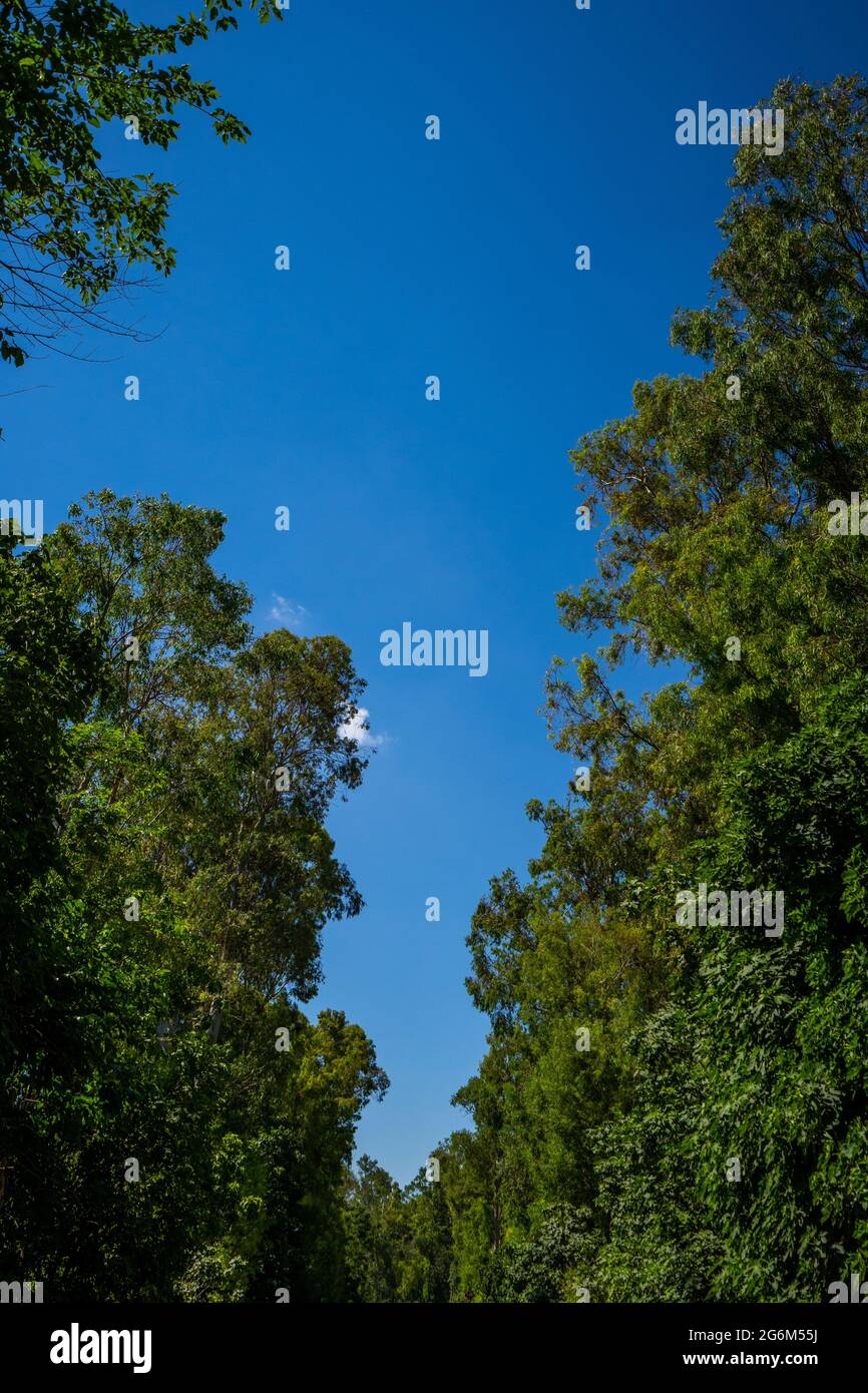 Tree lined rural road Stock Photo - Alamy