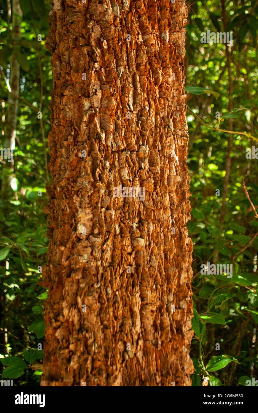 Tree Bark, Forest Oak Stock Photo - Alamy